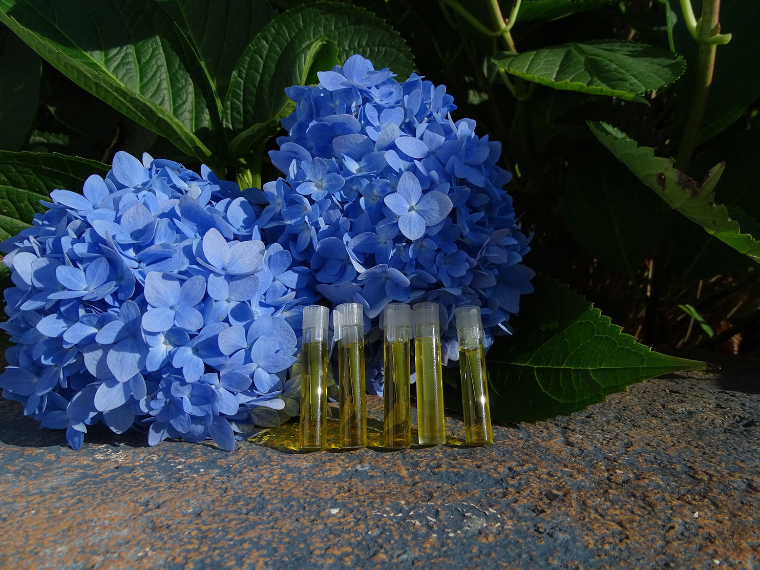 Cbd Internal Tincture Samples The New Life Cbd Oil